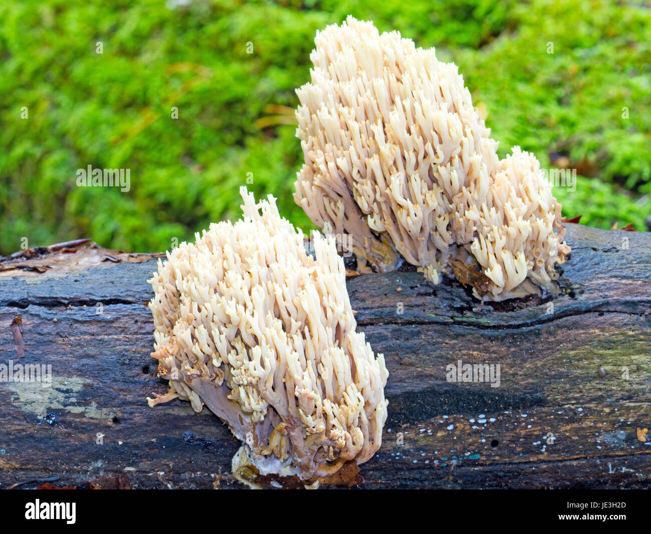 Steife koralle -Fotos und -Bildmaterial in hoher Auflösung – Alamy