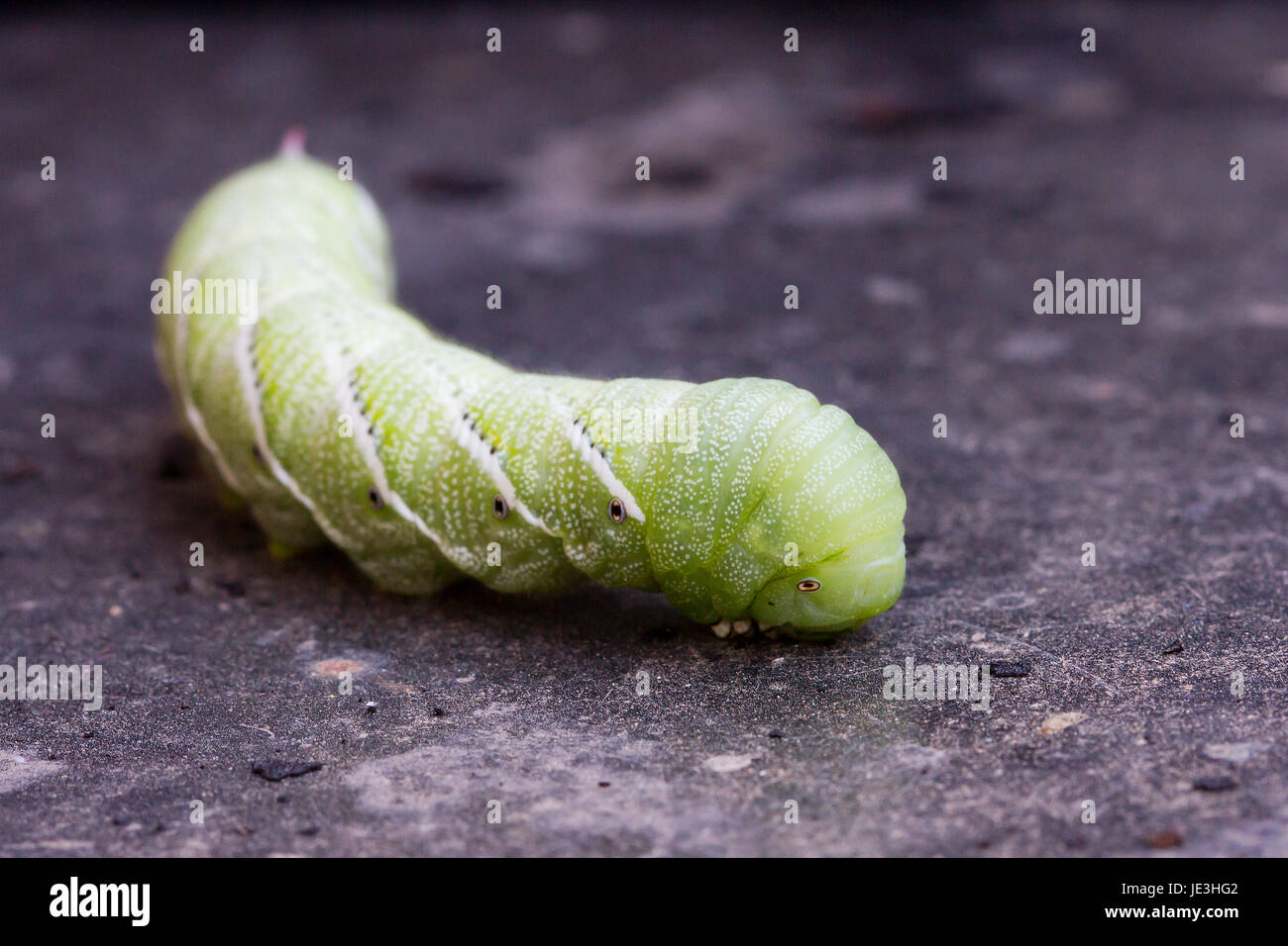 Tabak hornworm raupe sphingidae -Fotos und -Bildmaterial in hoher ...