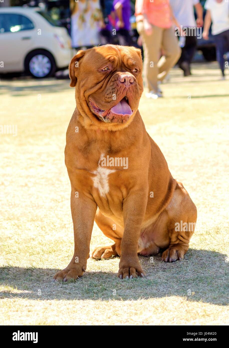 Sitting dogue de bordeaux -Fotos und -Bildmaterial in hoher Auflösung ...