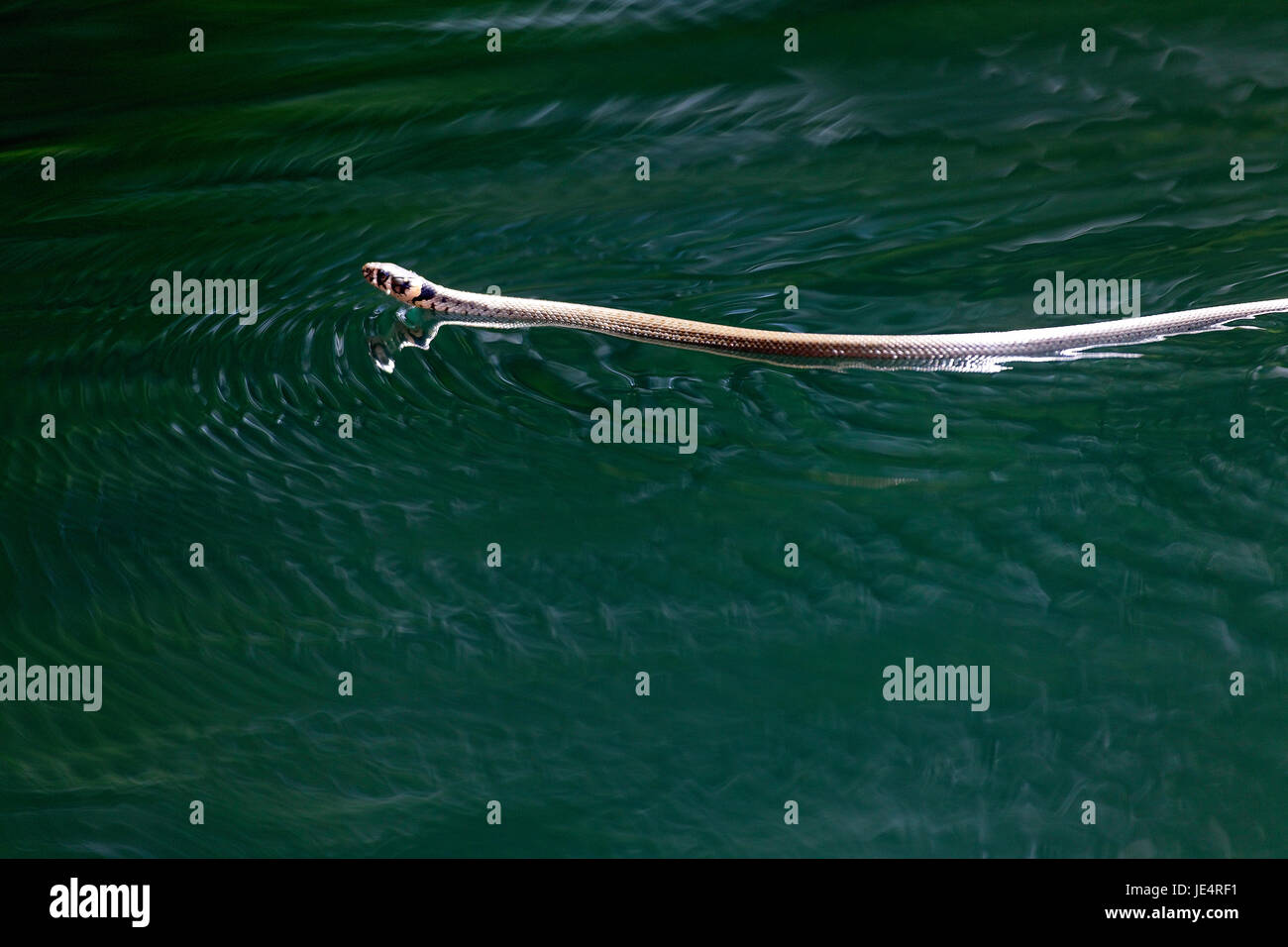 Ringelnatter natrix natrix schwimmend -Fotos und -Bildmaterial in hoher ...