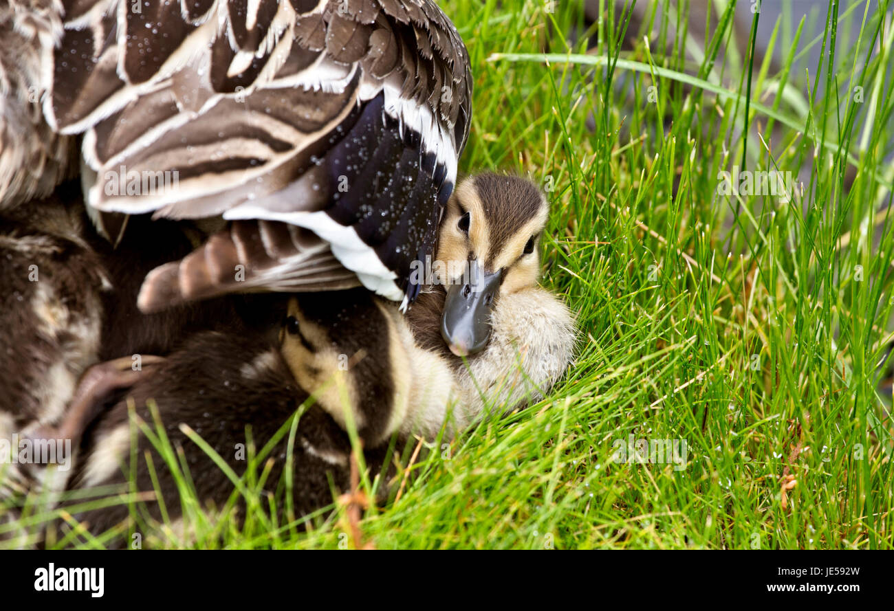 Mutter Ente und Babys versteckt in Saskatchewan, Kanada Stockfotografie ...