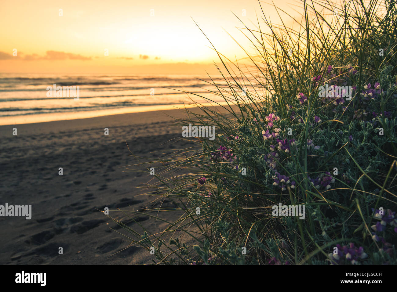 Sonnenuntergang blumen -Fotos und -Bildmaterial in hoher Auflösung – Alamy