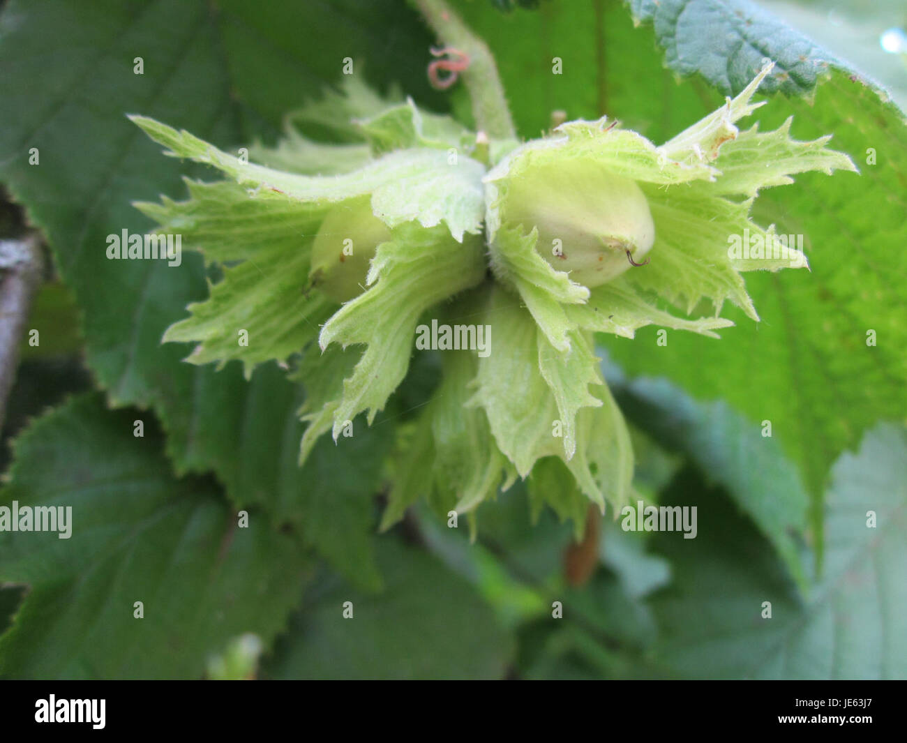 Ein Foto von *Corylus avellana*, bekannt als Haselnussbaum, der in der ...