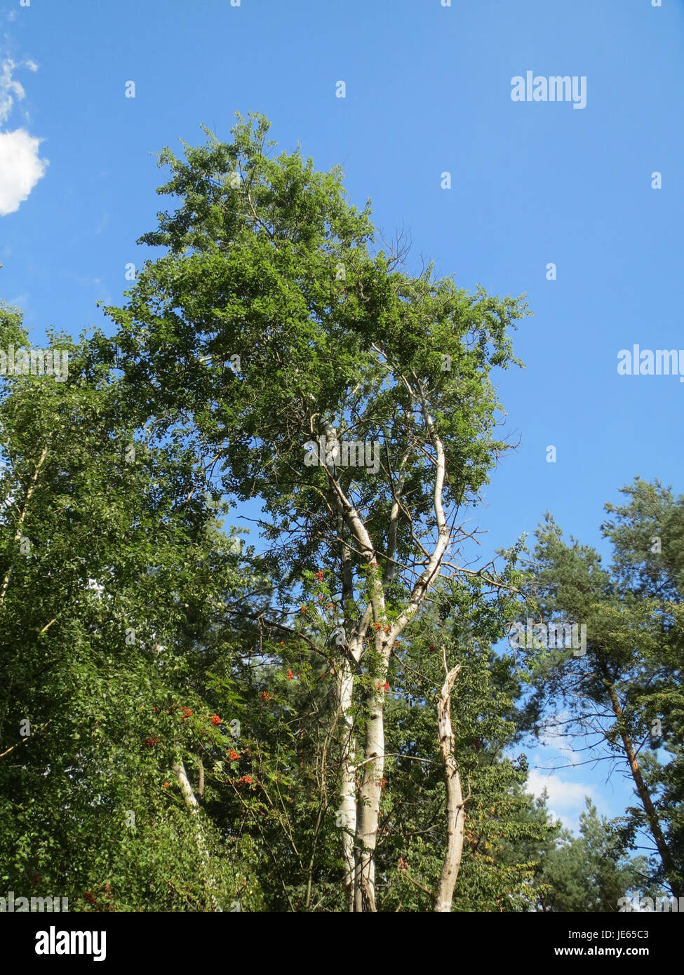 Betula pendula, auch bekannt als Silberbirke, ist ein Laubbaum, der in ...