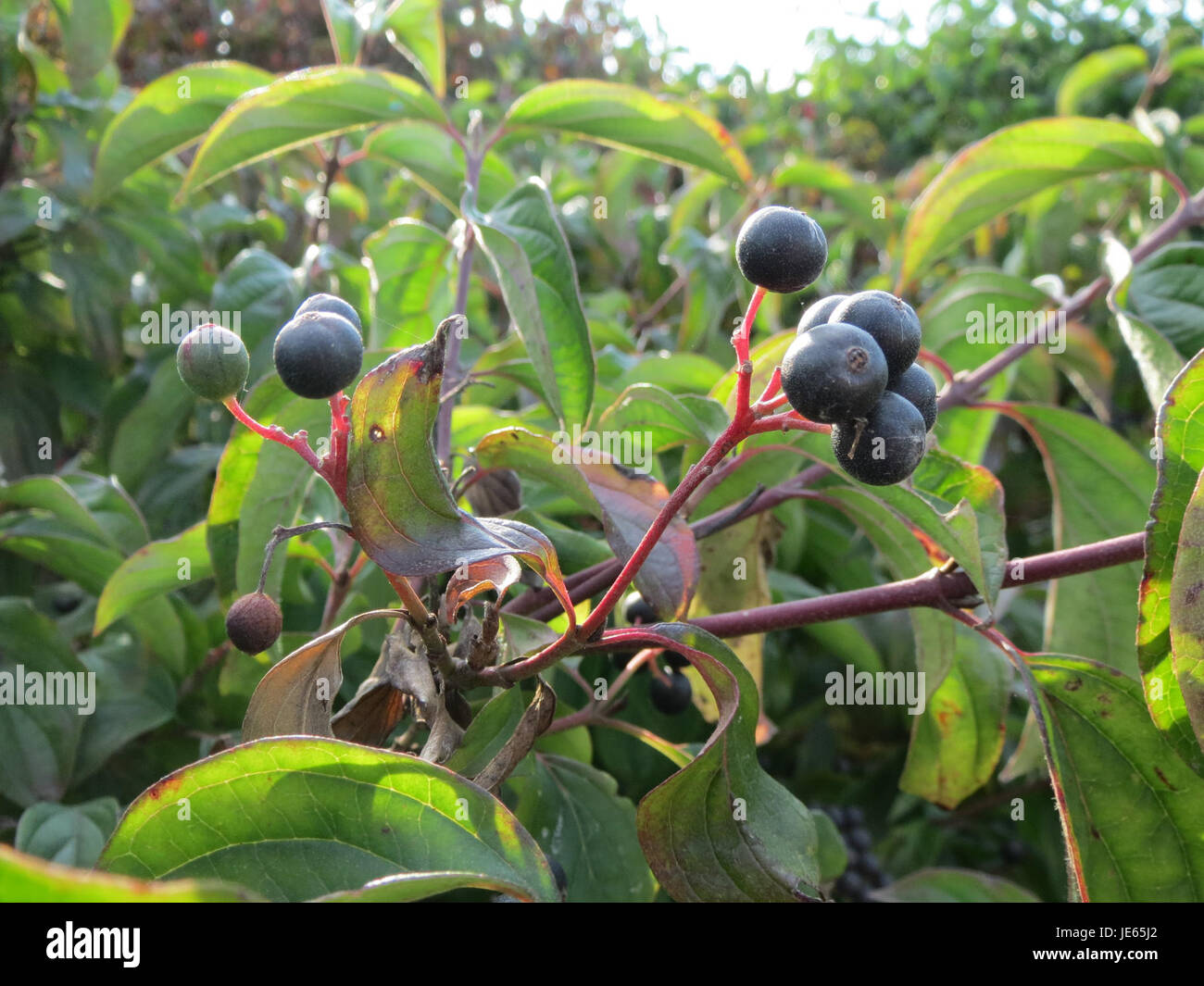 Das Bild „20130823 Cornus sanguinea“ zeigt die Hartholzart Cornus ...