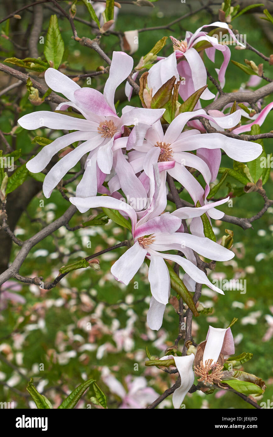 Magnolia stellata -Fotos und -Bildmaterial in hoher Auflösung – Alamy