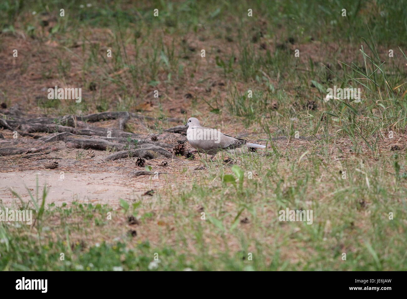 Holz taubenei -Fotos und -Bildmaterial in hoher Auflösung – Alamy
