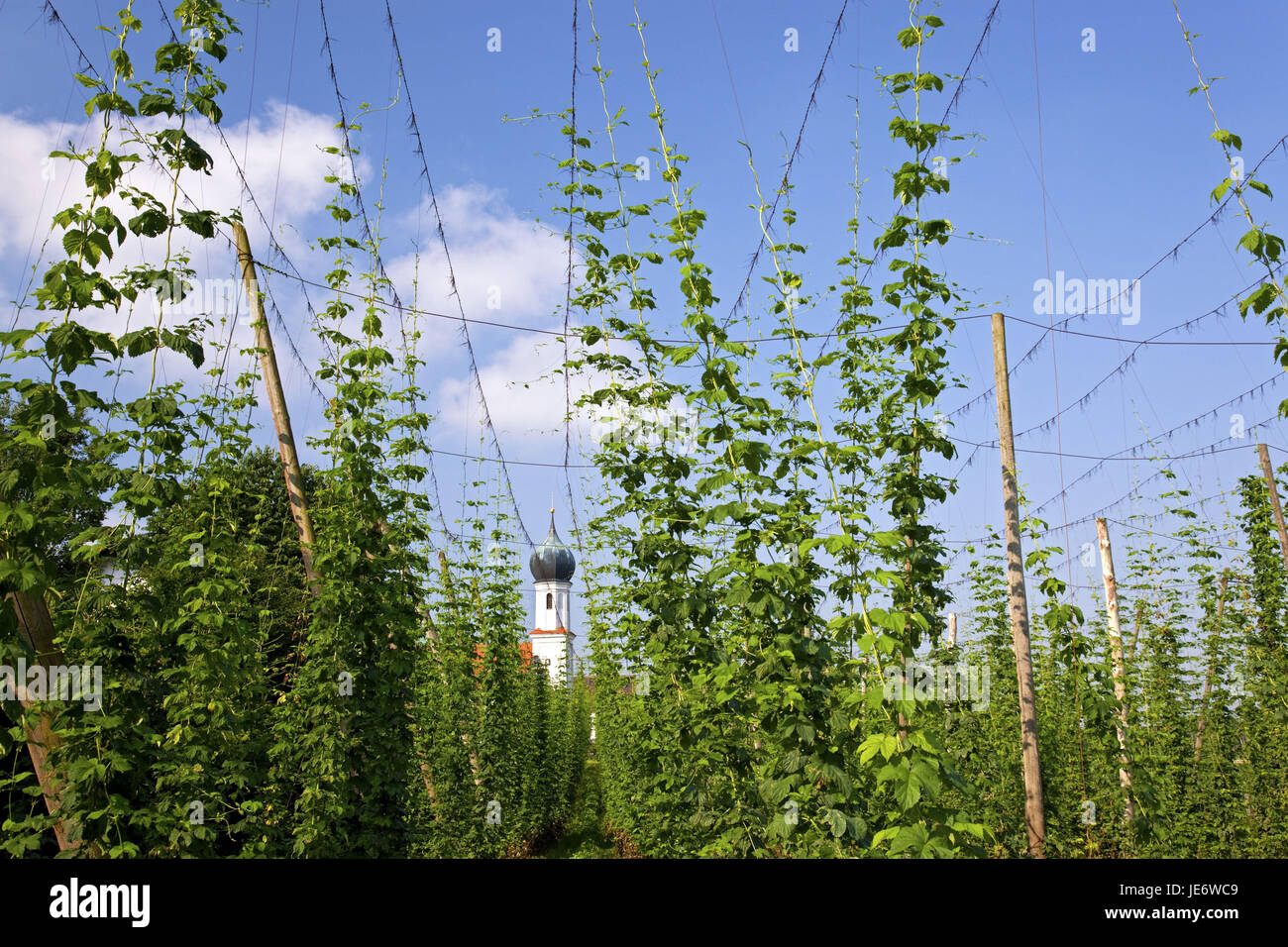 Hopfenfeld vor der wallfahrtskirche in lohwinden -Fotos und ...