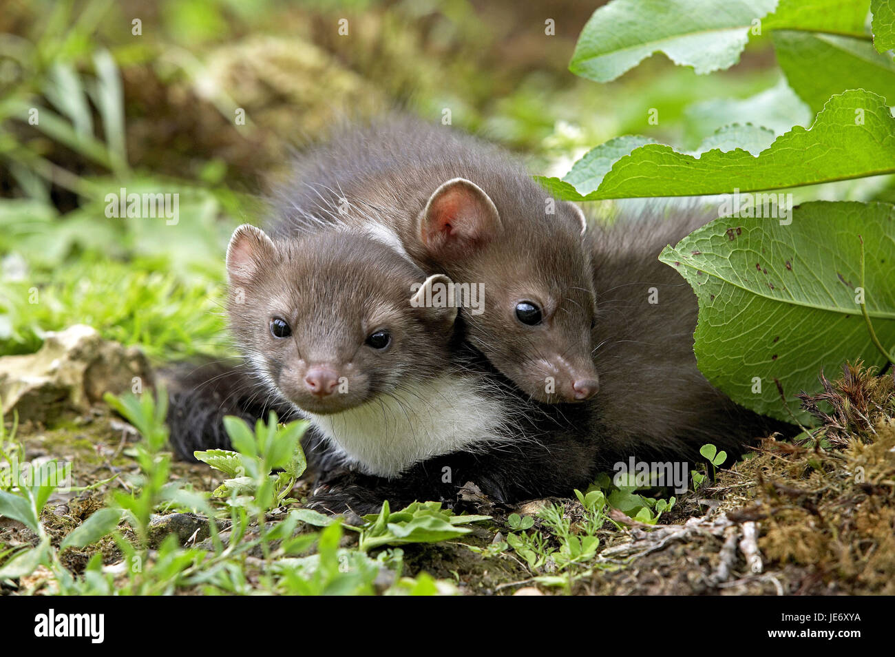 Steinmarder, Haus Marder oder Dach Marder, Martes Foina, Jungtiere ...