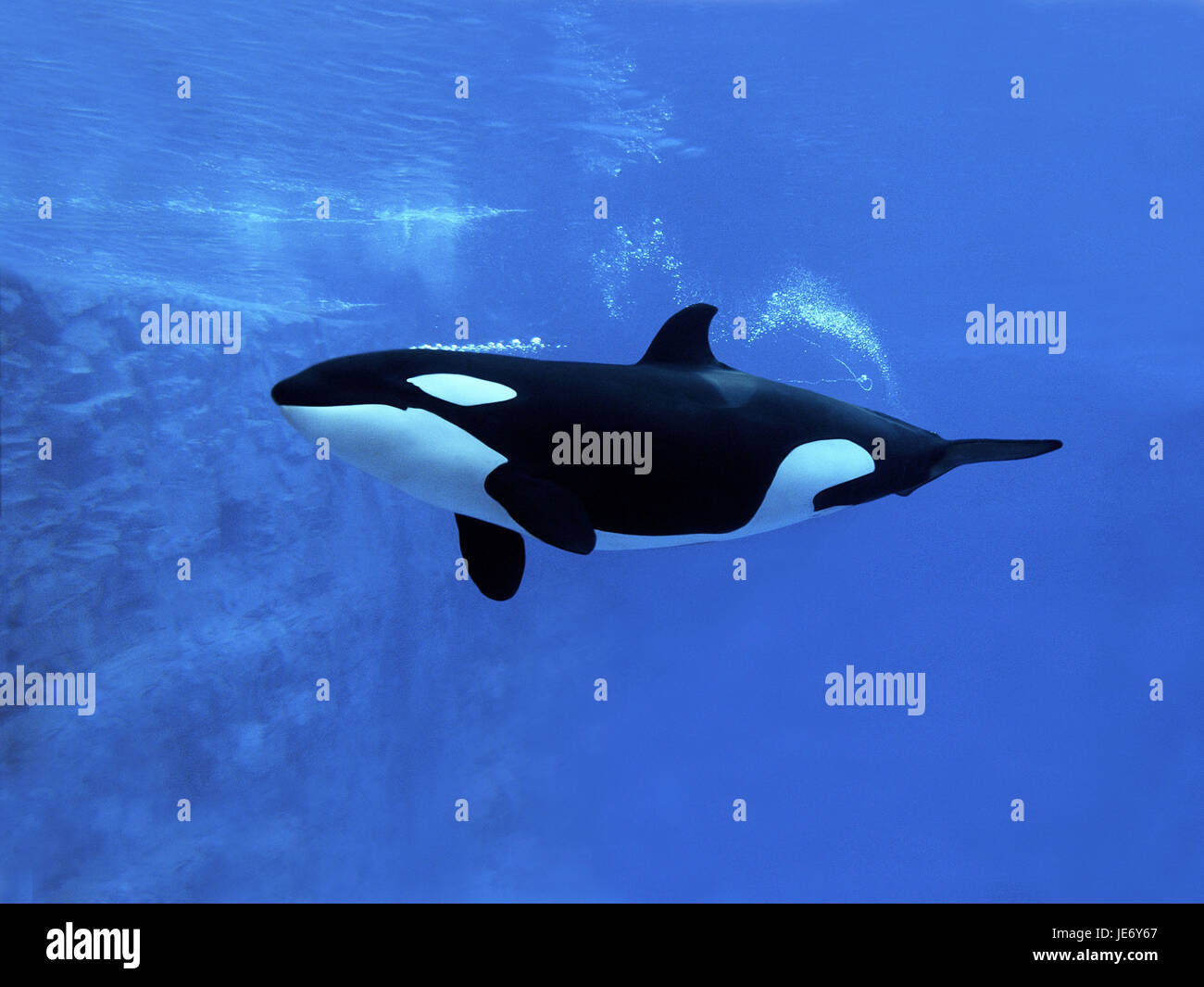 Großer Schwertwal Orcinus Orca, erwachsenes Tier, unter Wasser ...