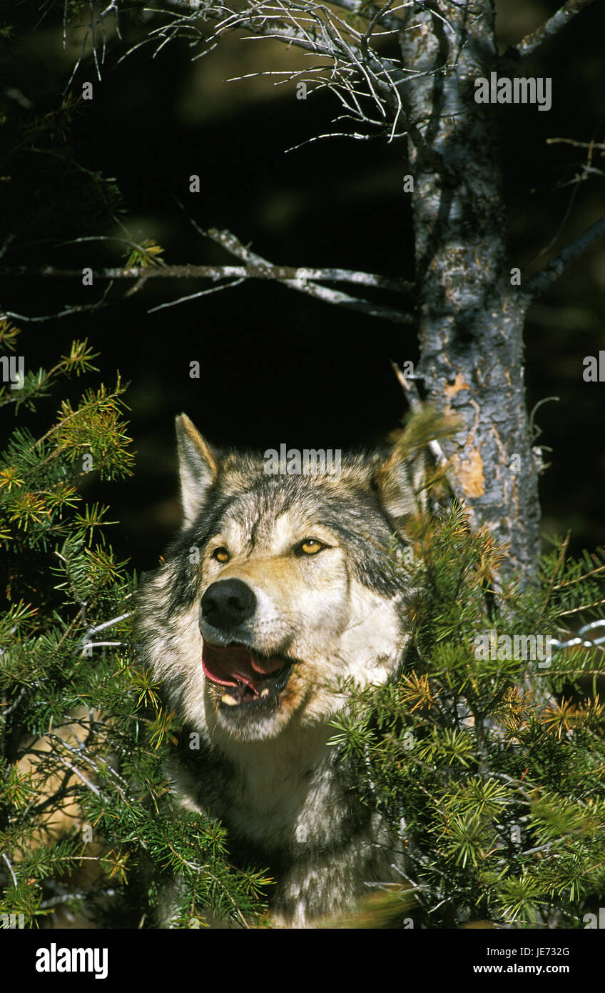 Mackenzie Wolf Stockfotos und -bilder Kaufen - Alamy
