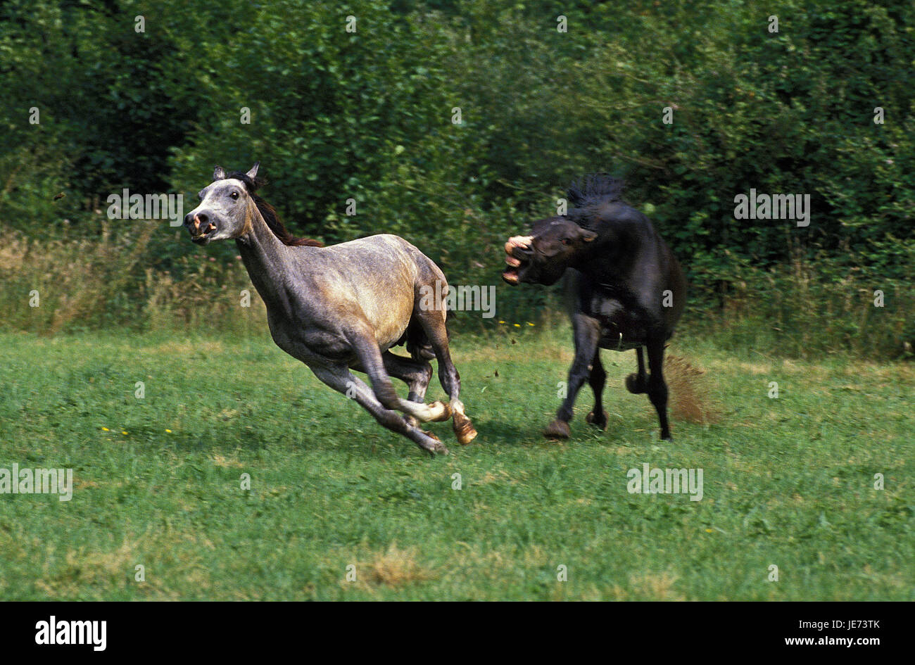 Galoppierender Kopf Stockfotos und -bilder Kaufen - Alamy