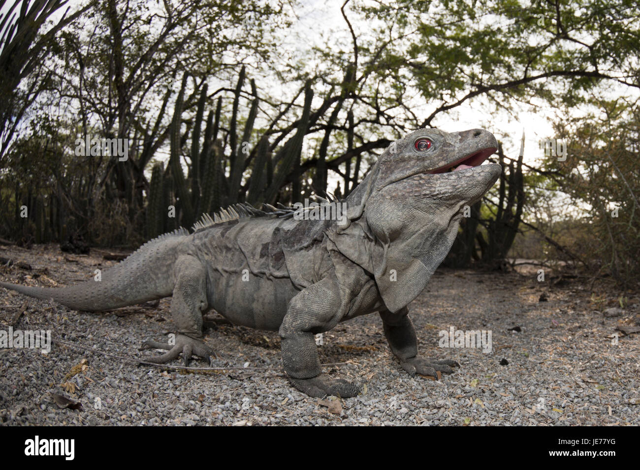 Hispaniola-Leguan, Cyclura Ricordii, Nationalpark Isla Cabritos, Lago ...