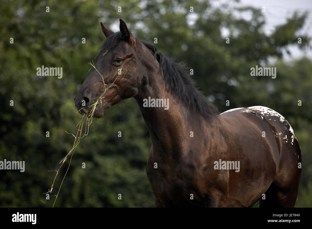 Appaloosa, Pferd, Pferd Rennen, erwachsenes Tier, Ständer, Weide, Rasen ...