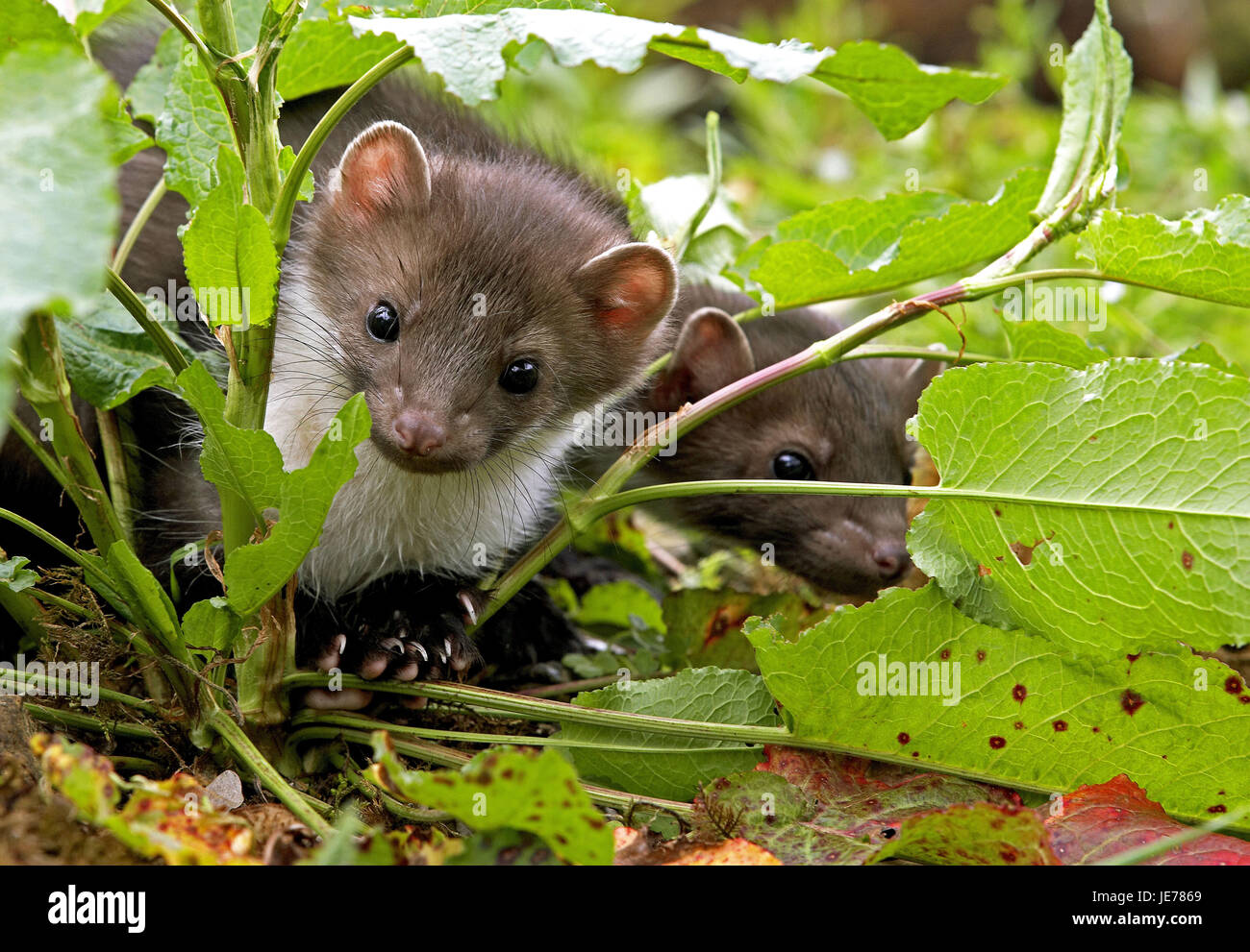 Stein marder -Fotos und -Bildmaterial in hoher Auflösung – Alamy