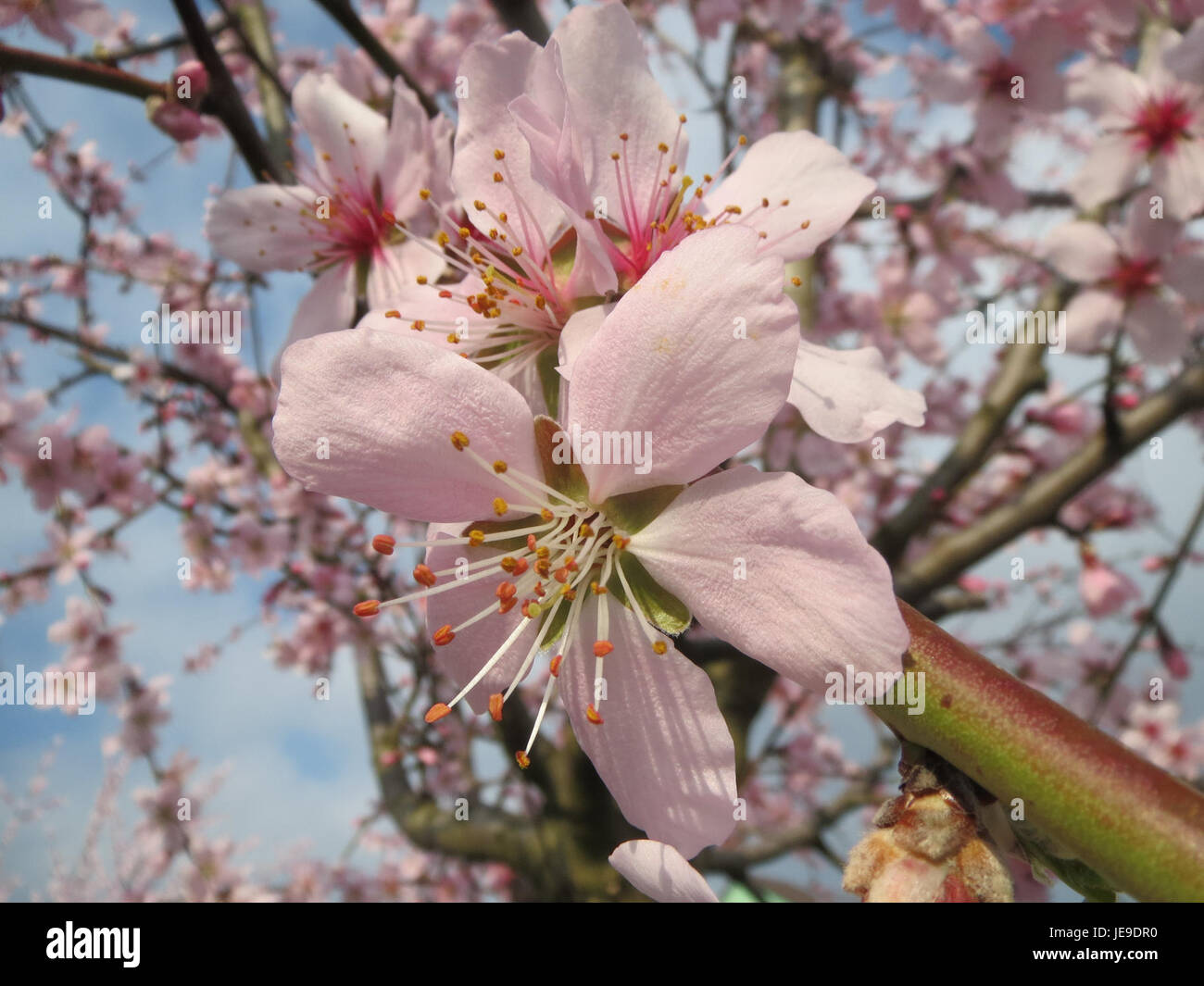 Dieses Bild zeigt die Blüte der Mandelblüten in Brühl am 16. März 2014 ...