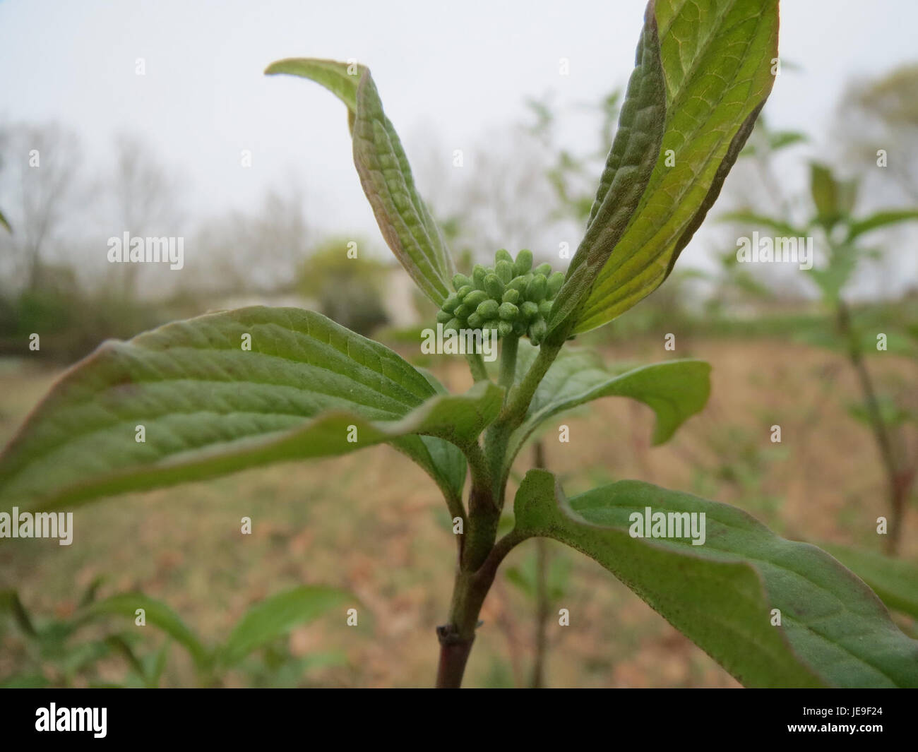 Speziell cornus sanguinea -Fotos und -Bildmaterial in hoher Auflösung ...