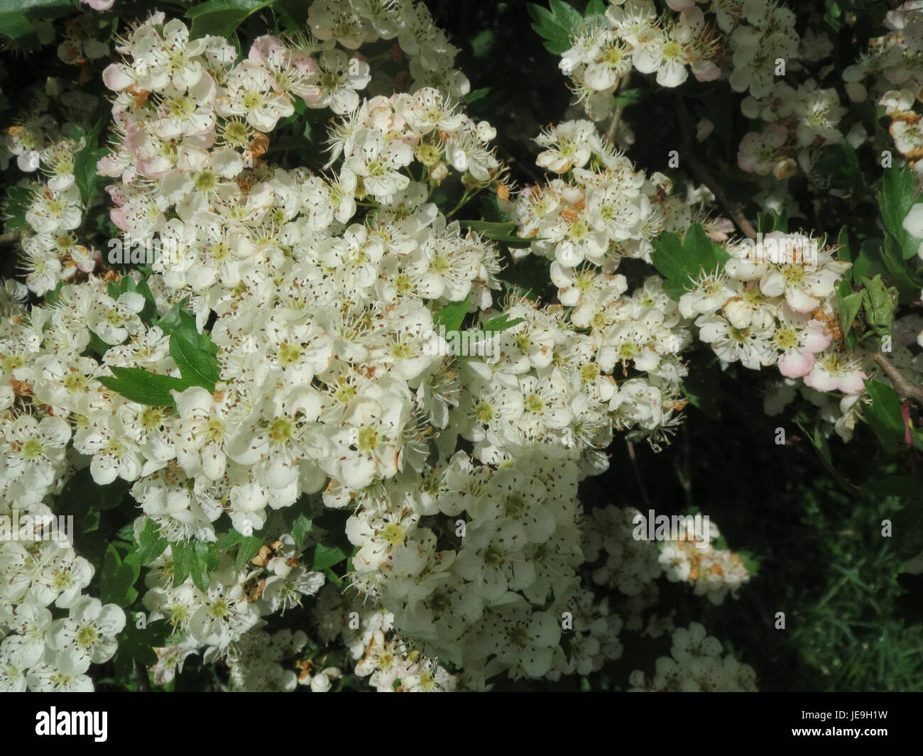 Crataegus monogyna, allgemein bekannt als Weißdorn, ist eine in Europa ...