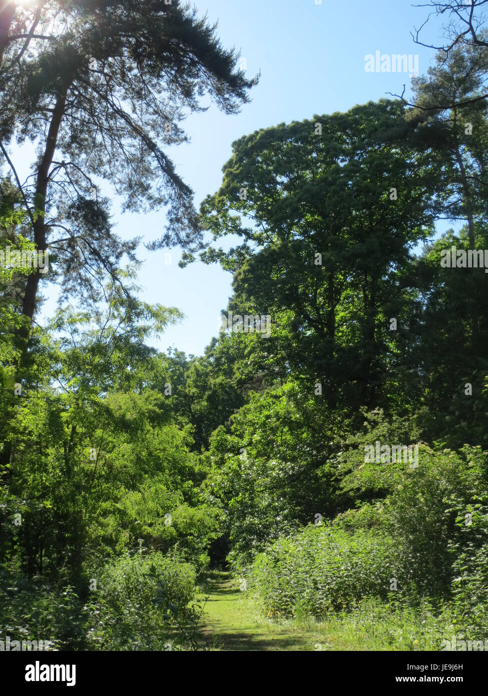 Dieses Bild zeigt Castanea sativa, allgemein bekannt als der süße ...