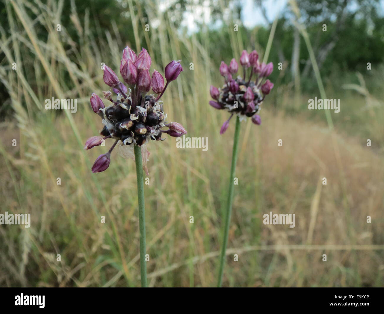 Dieses Bild zeigt Allium vineale, allgemein bekannt als Wildzwiebel ...