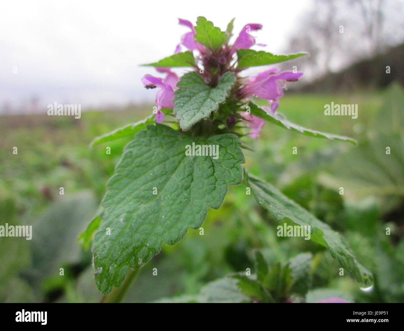 Dieses Foto zeigt Taubnessel, auch bekannt als die tote Brennnessel ...
