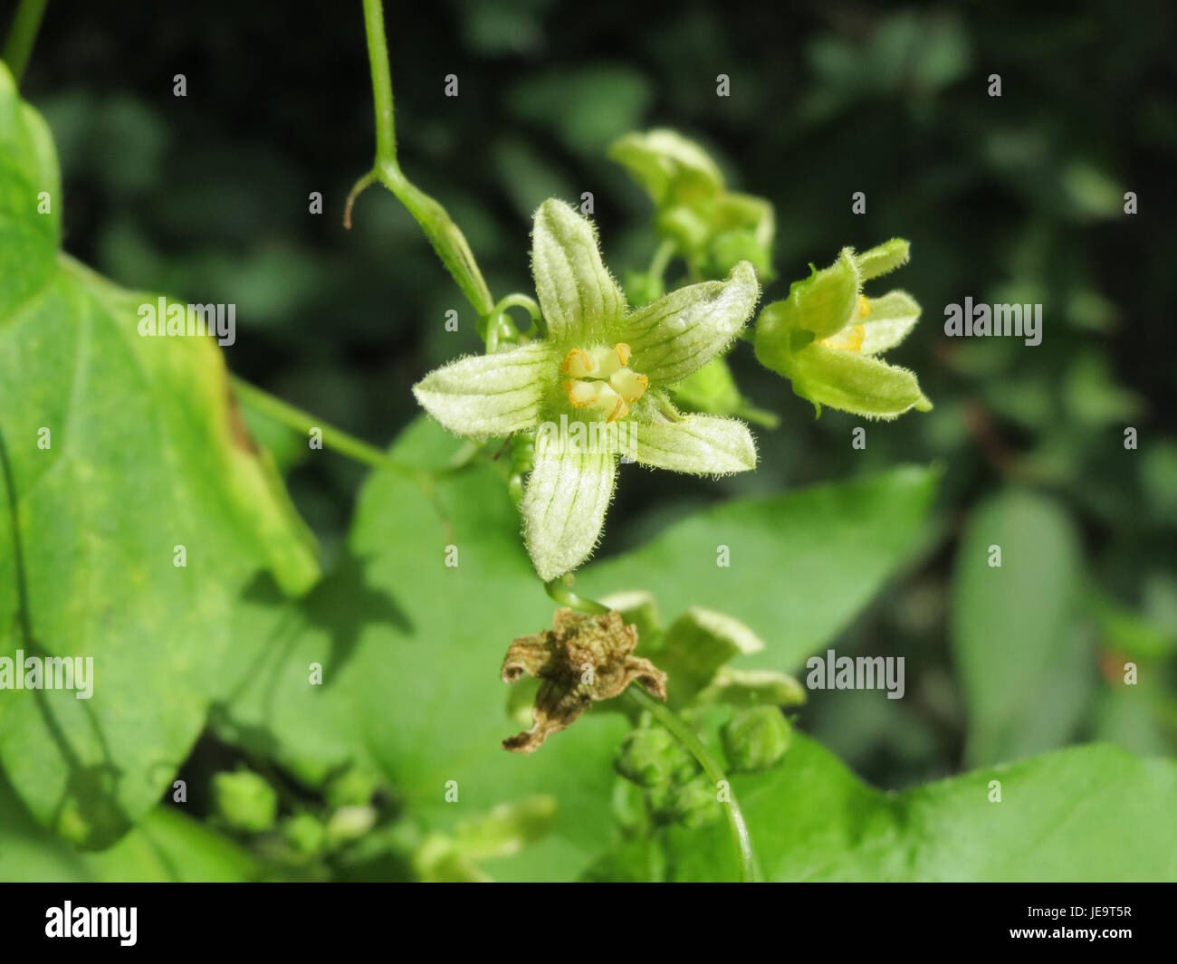 Bryonia dioica, allgemein bekannt als weiße Bryonie, ist eine ...