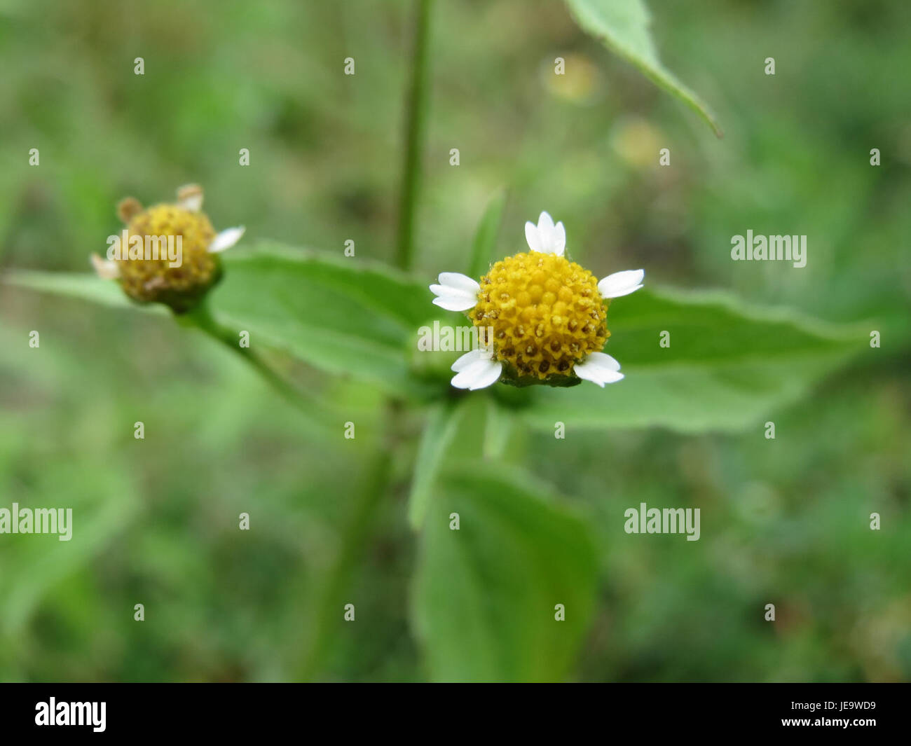 Galinsoga parviflora, auch bekannt als Quickweed oder Galant Soldat ...