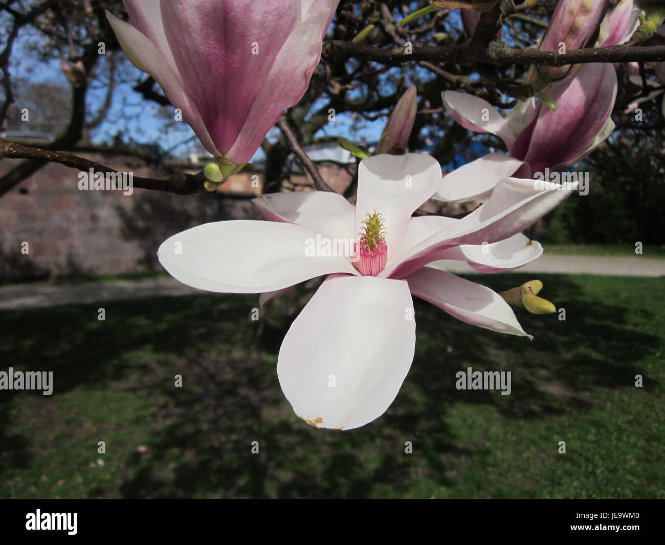 Dieses Bild zeigt einen Magnolienbaum in Saarbrücken. Die Magnolie ist ...
