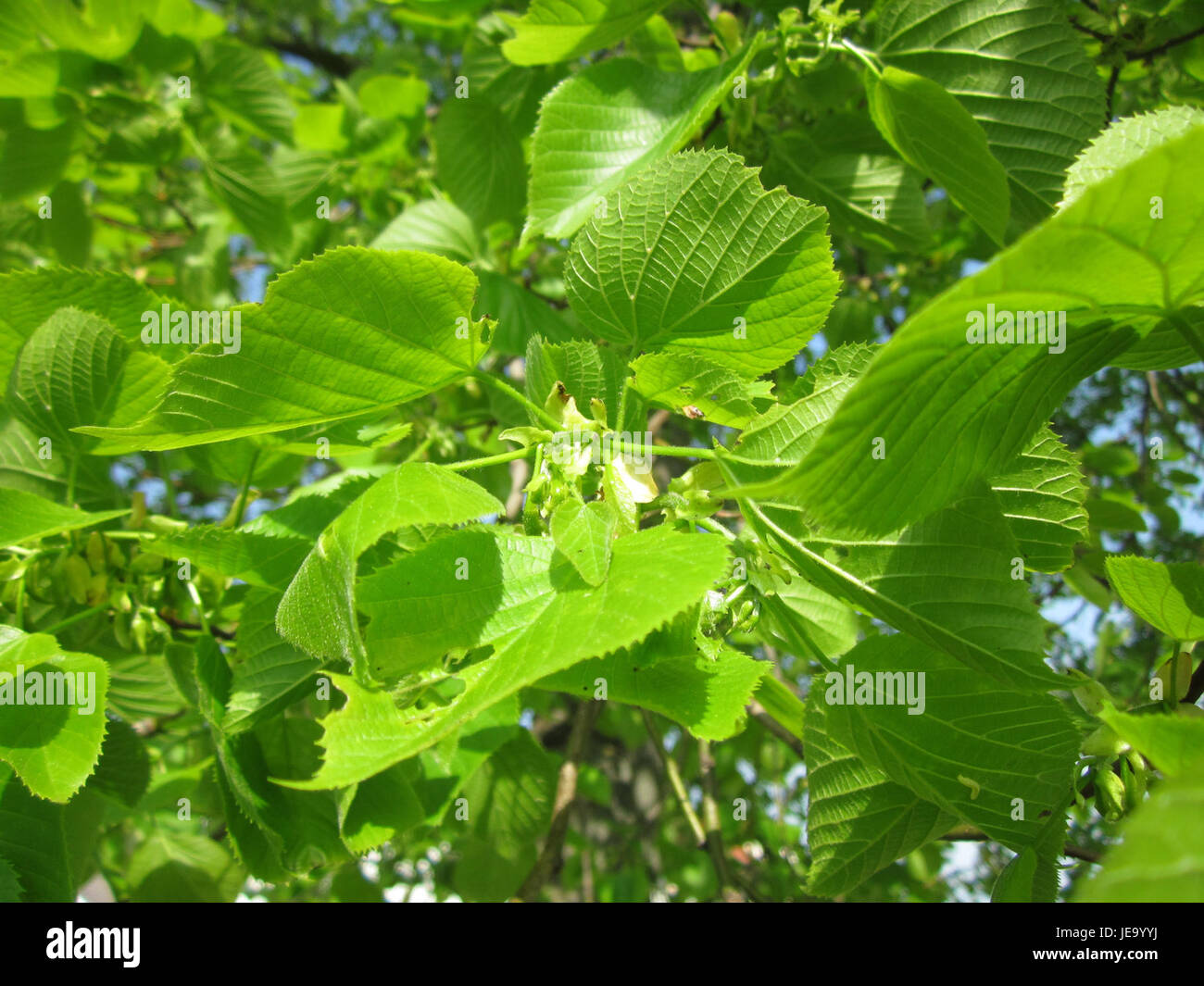 Ein Foto, aufgenommen am 2. Mai 2013, eines Linde Gabelstaplers am ...
