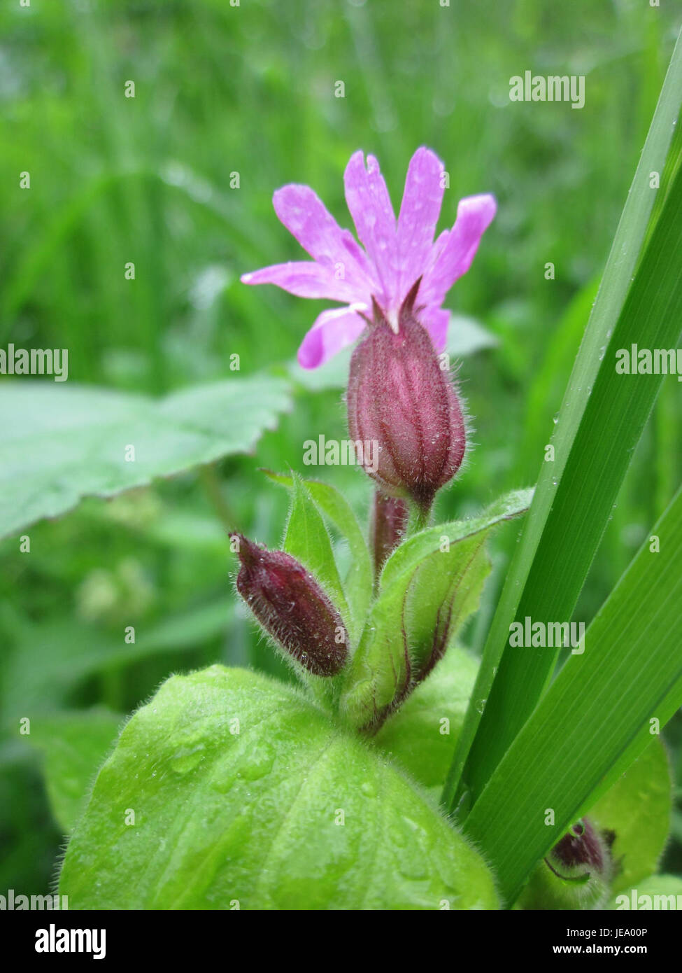 Die rote Lichtnelke (Silene dioica) ist eine Wildblumenart in der ...