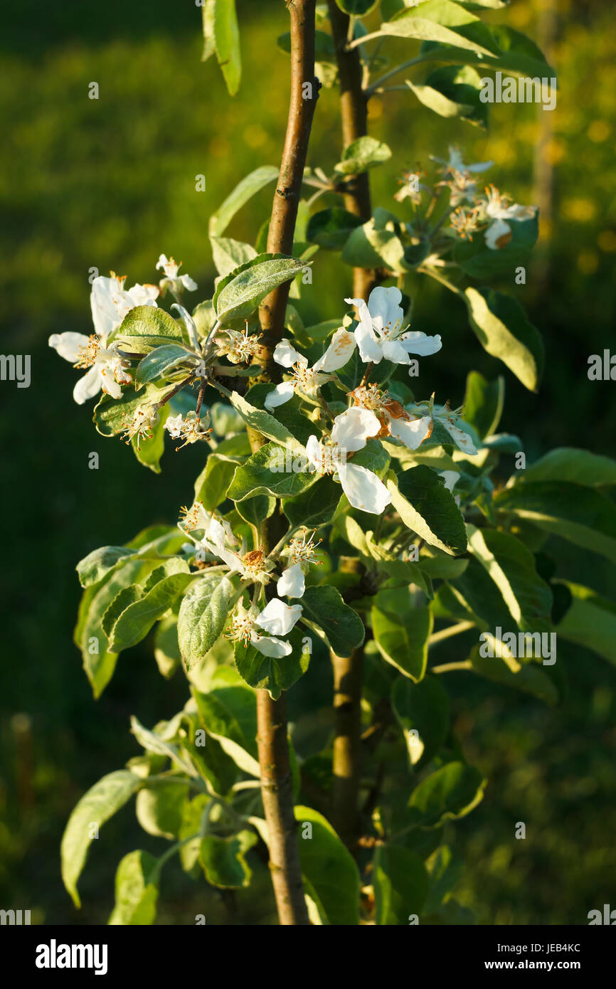 Columnar apple tree -Fotos und -Bildmaterial in hoher Auflösung – Alamy