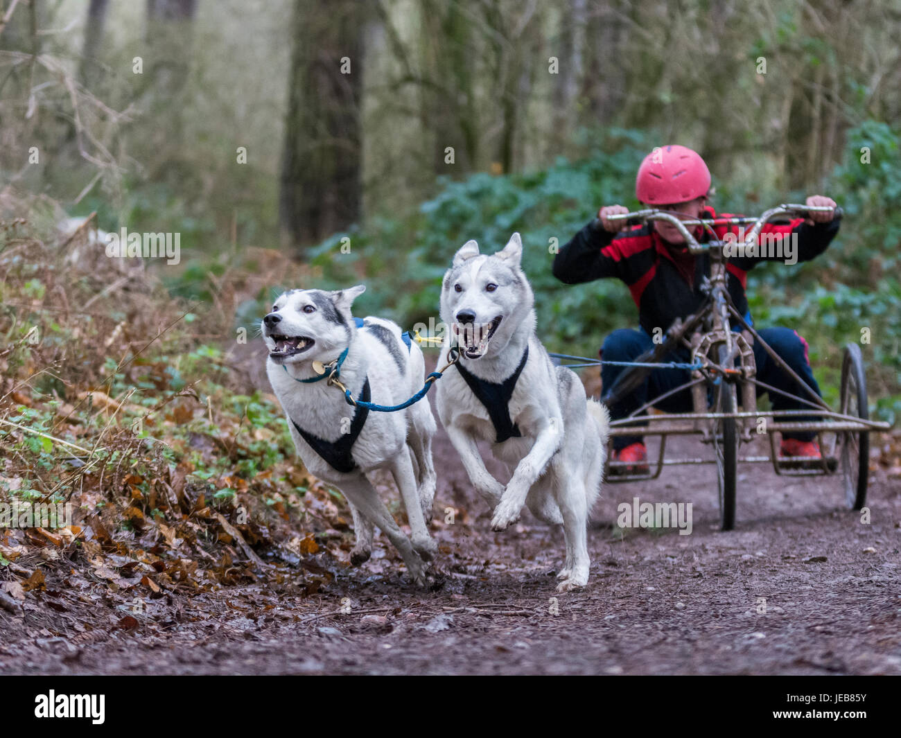 Huskys rennen -Fotos und -Bildmaterial in hoher Auflösung – Alamy