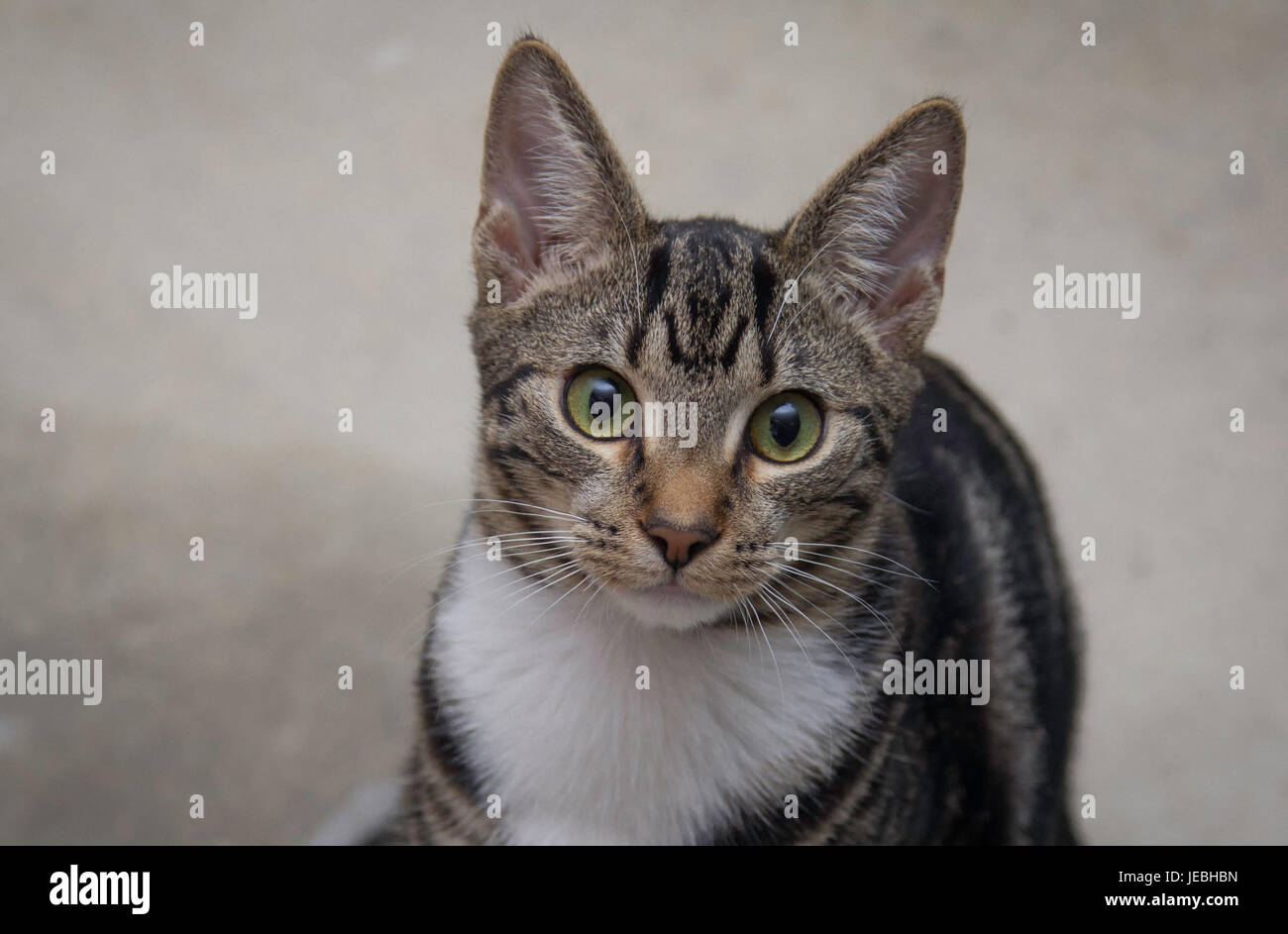 Rote tabby europäische hauskatze -Fotos und -Bildmaterial in hoher ...