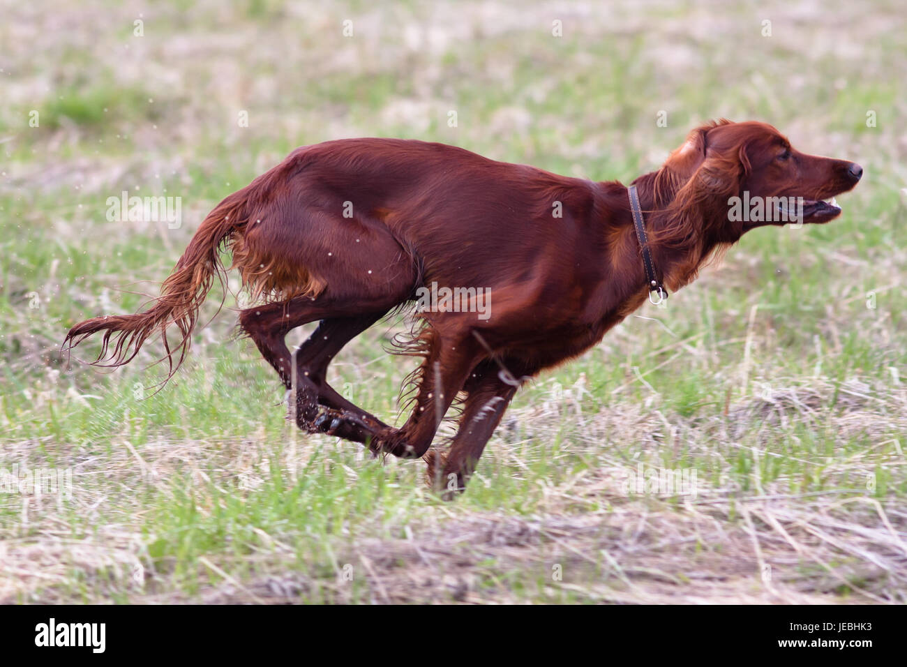 Rote hundewiese -Fotos und -Bildmaterial in hoher Auflösung – Alamy