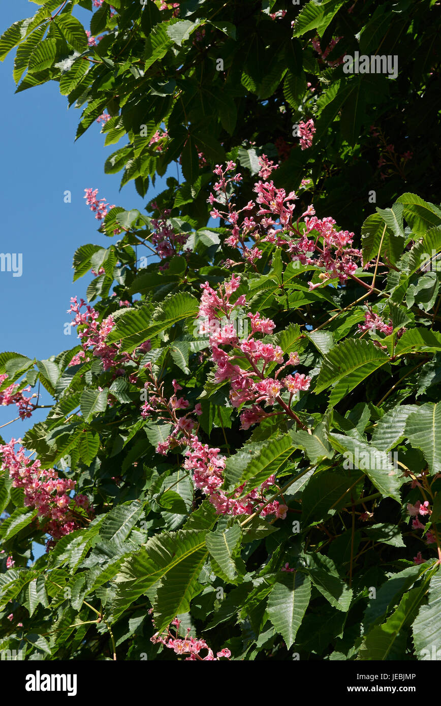 X carnea aesculus carnea -Fotos und -Bildmaterial in hoher Auflösung ...