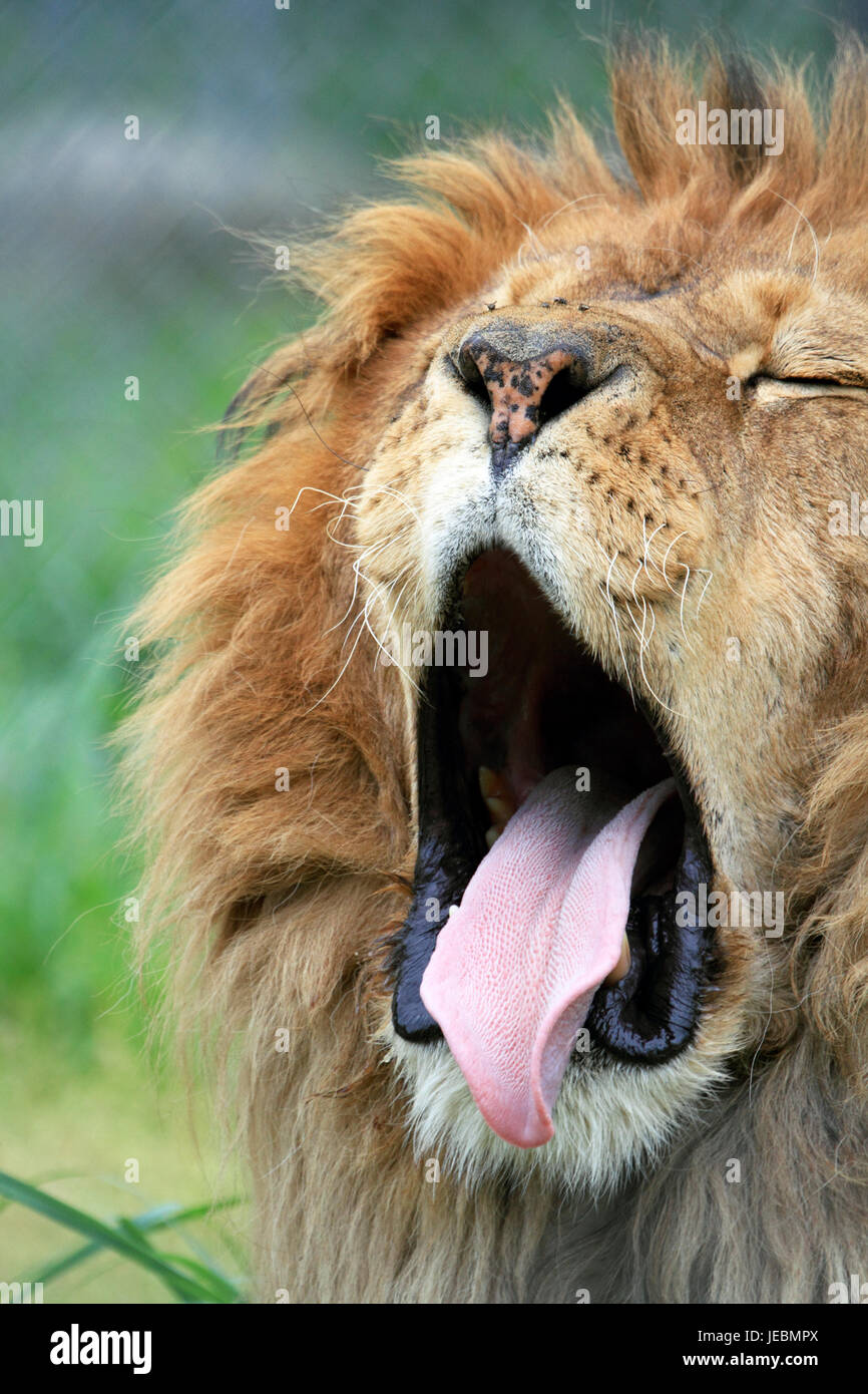 An African Lion, Panthera Leo, am Platz Farmen Zoo und Museum, Sussex ...