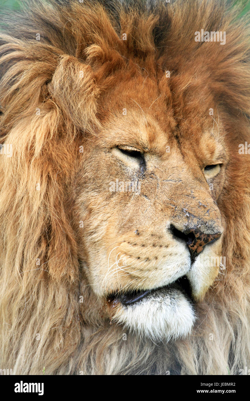 An African Lion, Panthera Leo, am Platz Farmen Zoo und Museum, Sussex ...
