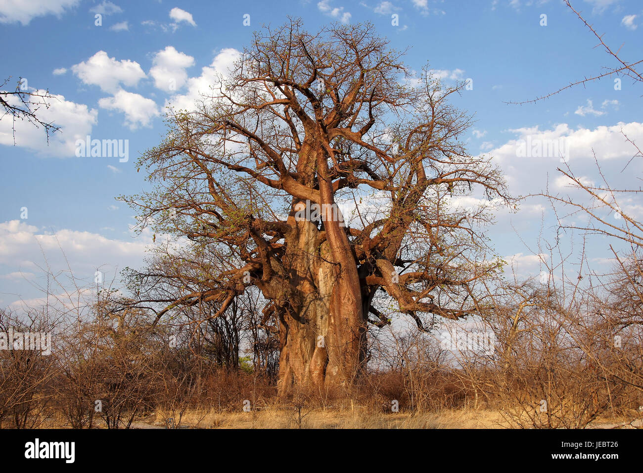 Namibia, Affenbrotbaum, Baobab, Affenbrotbäume Digitata,, Affenbrotbaum ...