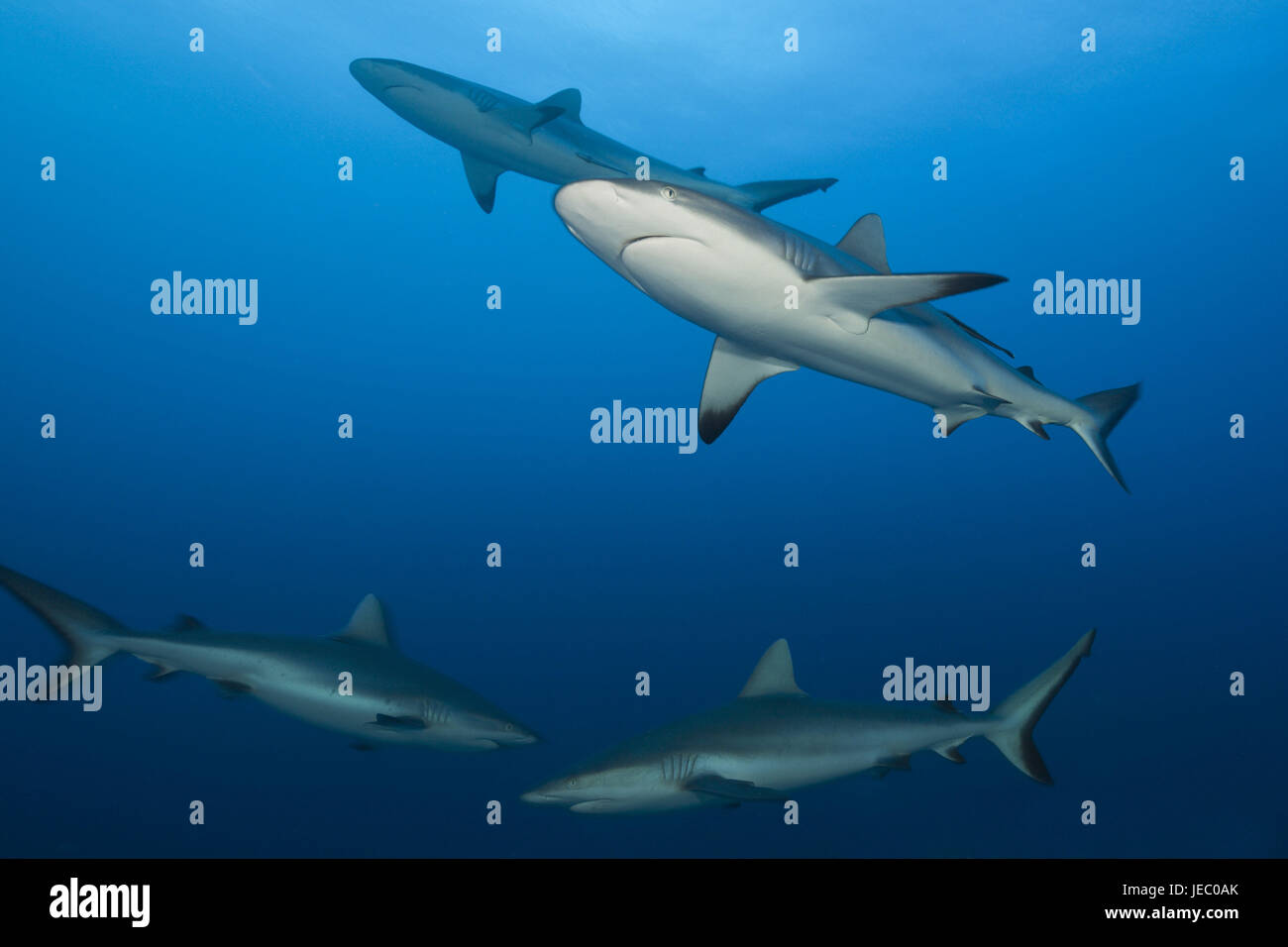 Menschliche haie -Fotos und -Bildmaterial in hoher Auflösung – Alamy