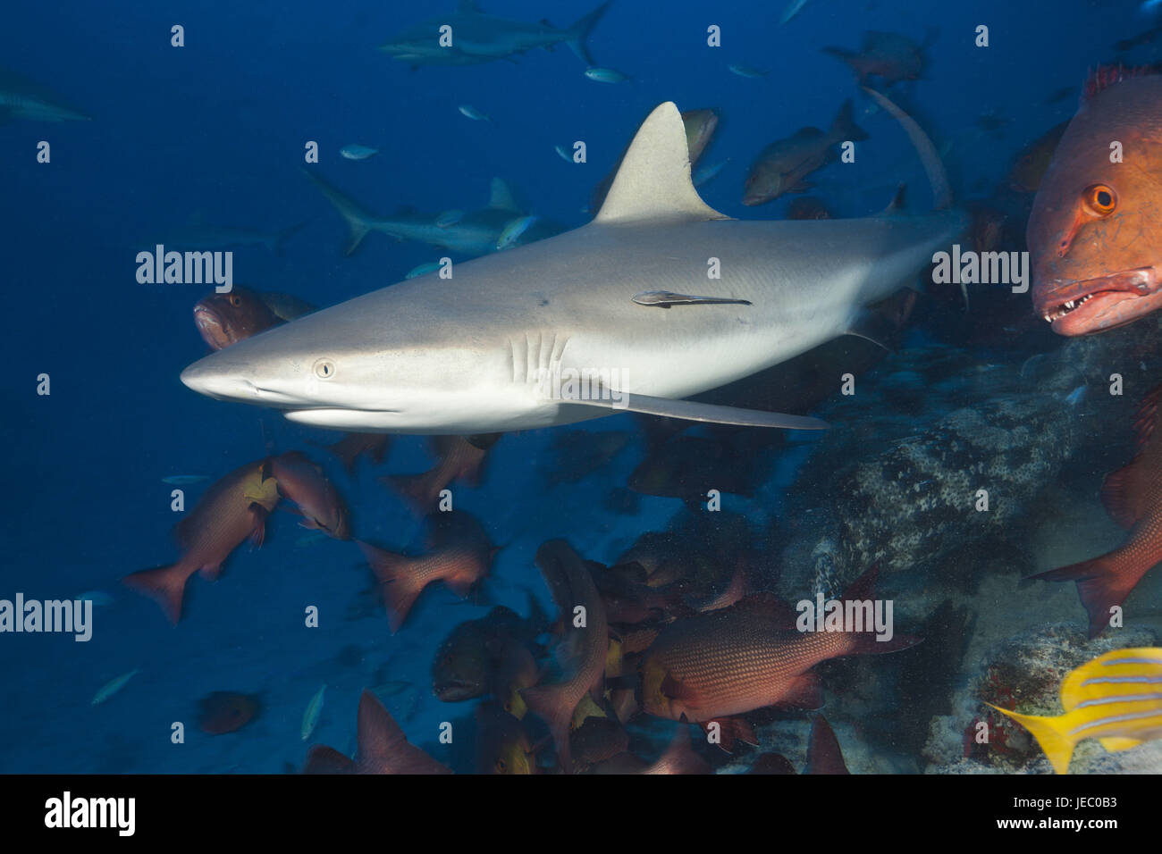 Carcharhinus amblyrhynchos -Fotos und -Bildmaterial in hoher Auflösung ...