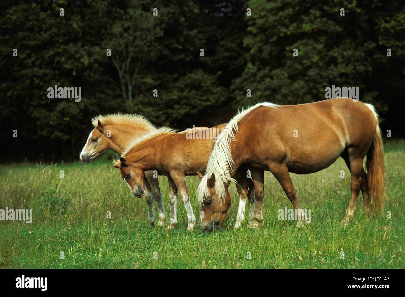 Haflinger, Stute mit Fohlen auf einer Wiese Stockfotografie - Alamy