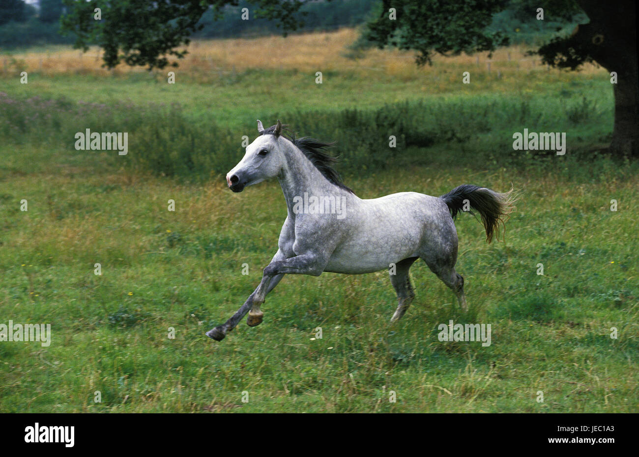 Galloping horse on pasture -Fotos und -Bildmaterial in hoher Auflösung ...