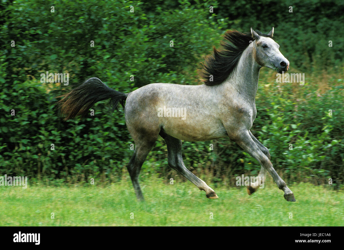 Galloping Horse On Pasture Stockfotos und -bilder Kaufen - Alamy