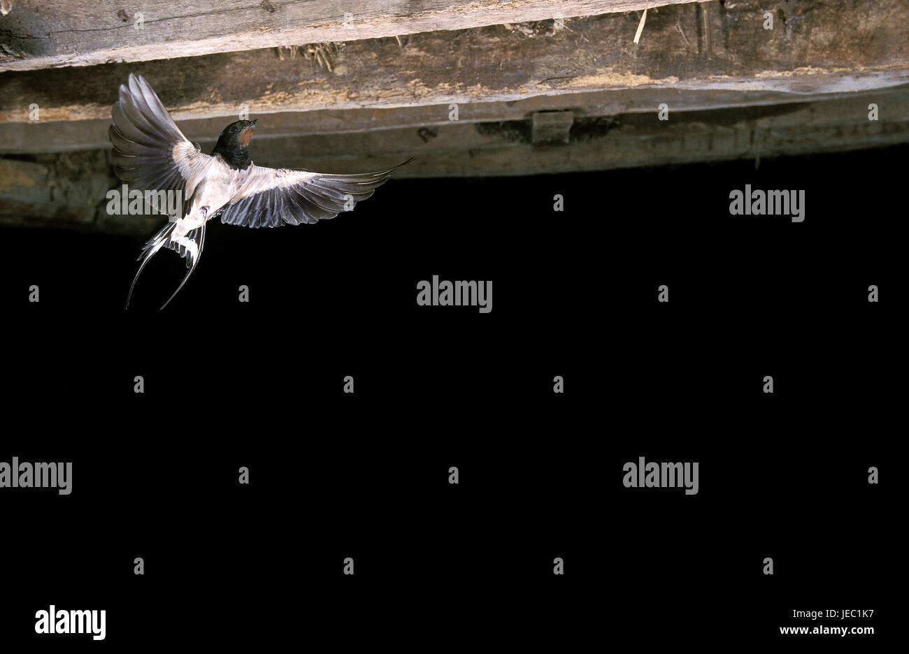 Flug von schwalben -Fotos und -Bildmaterial in hoher Auflösung – Alamy