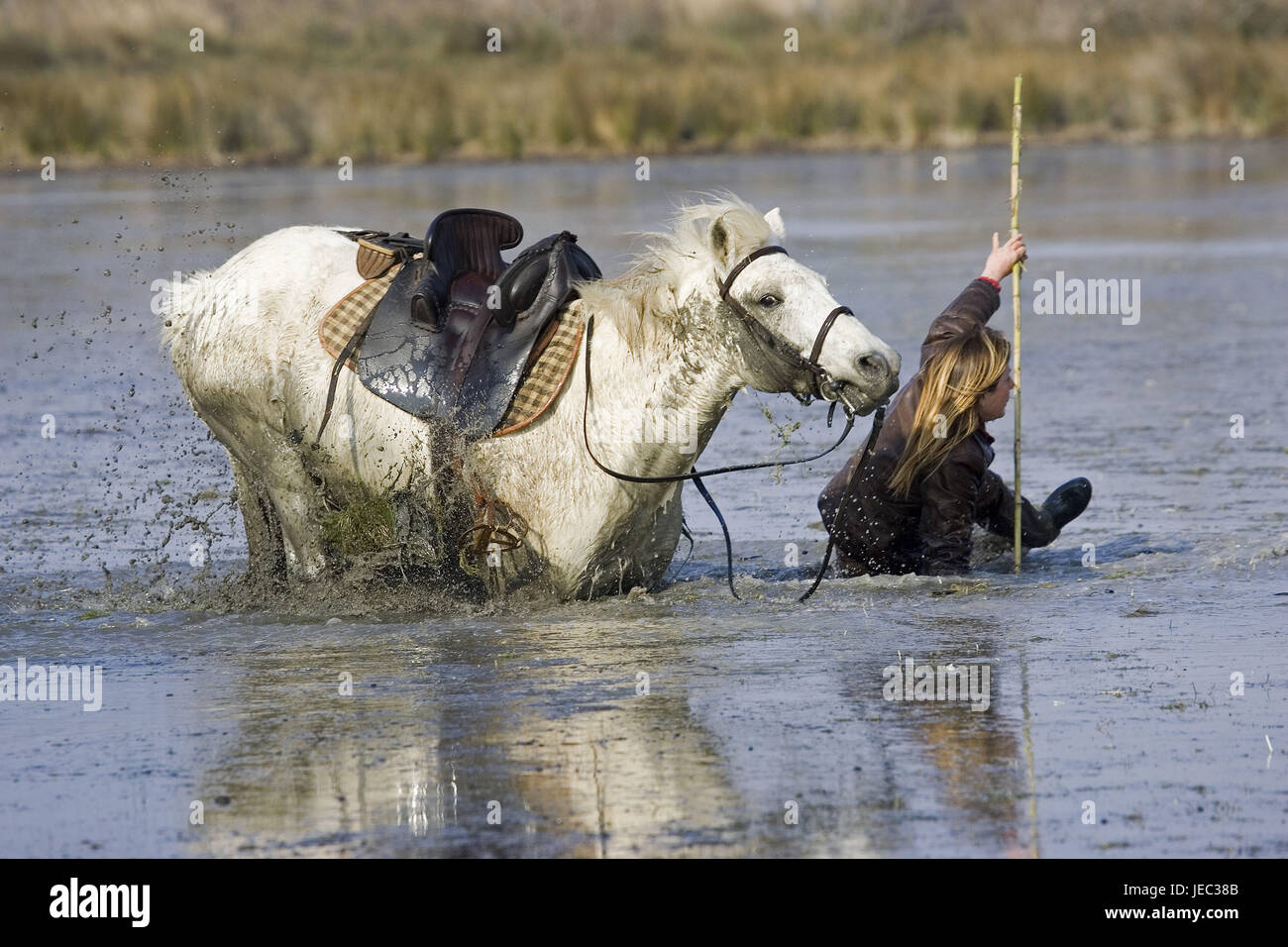 Camargue-Pferd, Reiter fällt, Sumpf von Saintes Marie De La Mer ... Camargue-Pferd, Reiter fällt, Sumpf von Saintes Marie De La Mer ...