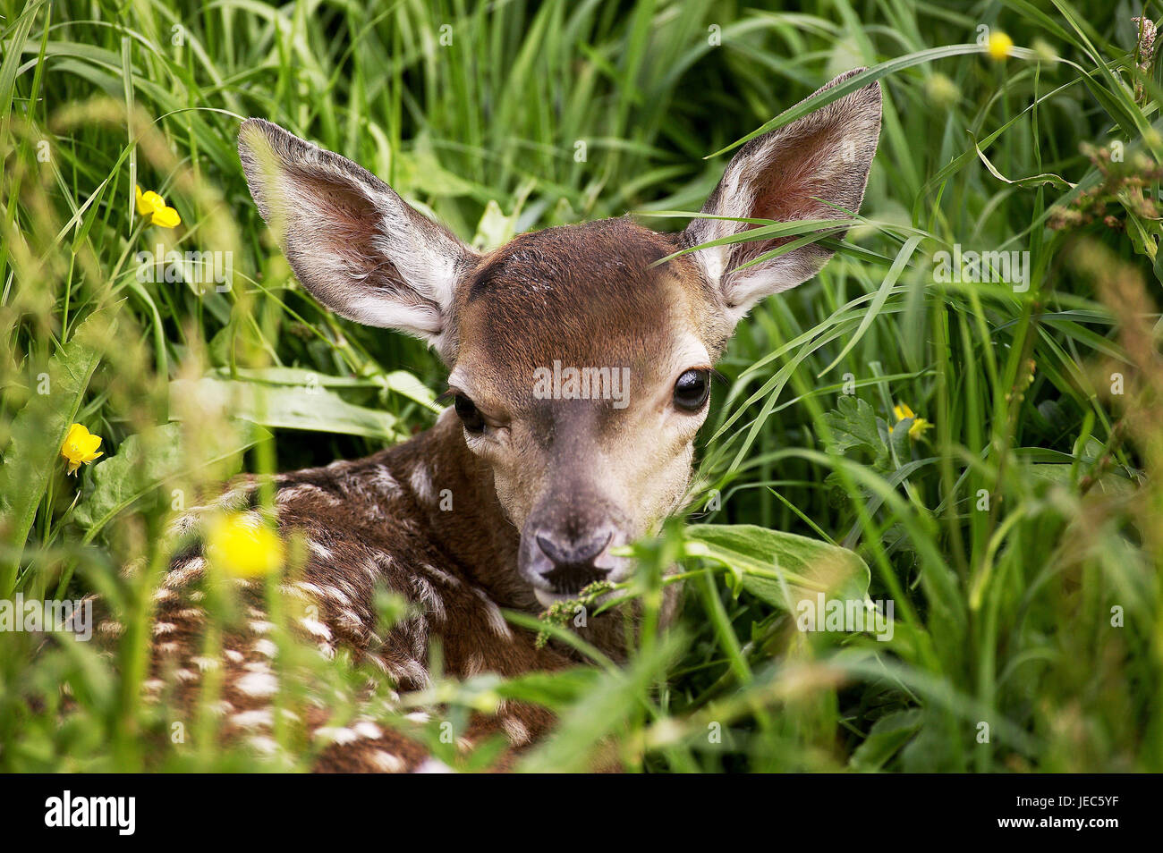 Rothirsch, Cervus Elaphus, Kitz liegt in hohen Gräsern Stockfotografie ...