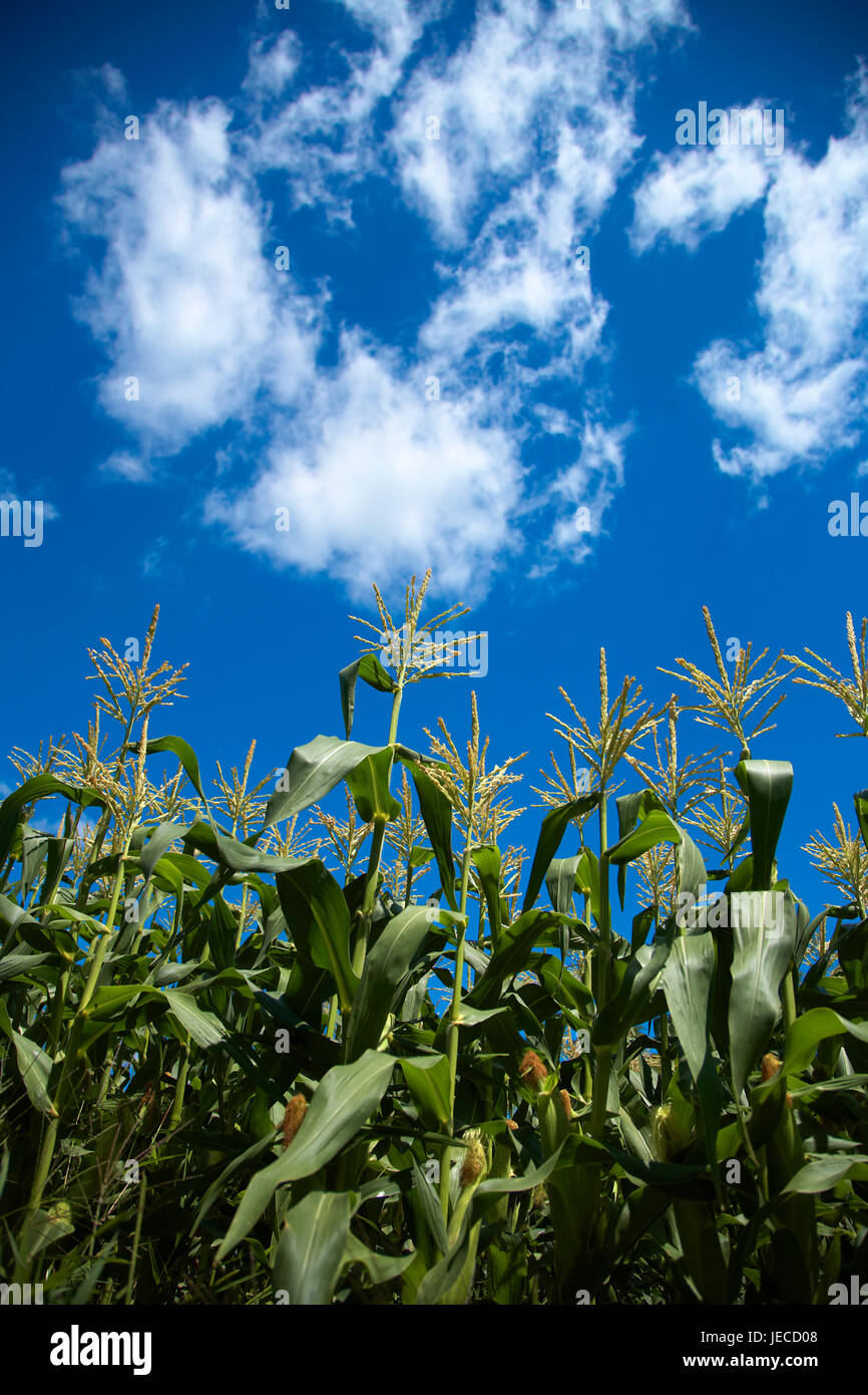 Sweet Corn Plants Stockfotos und -bilder Kaufen - Alamy