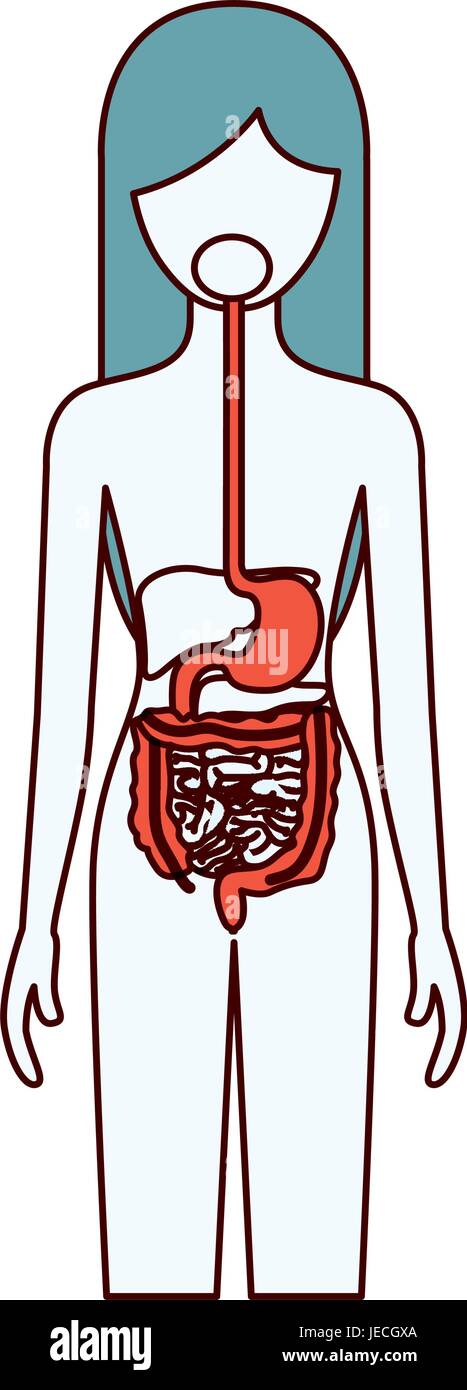 Mensch silhouette vektor darm -Fotos und -Bildmaterial in hoher ...