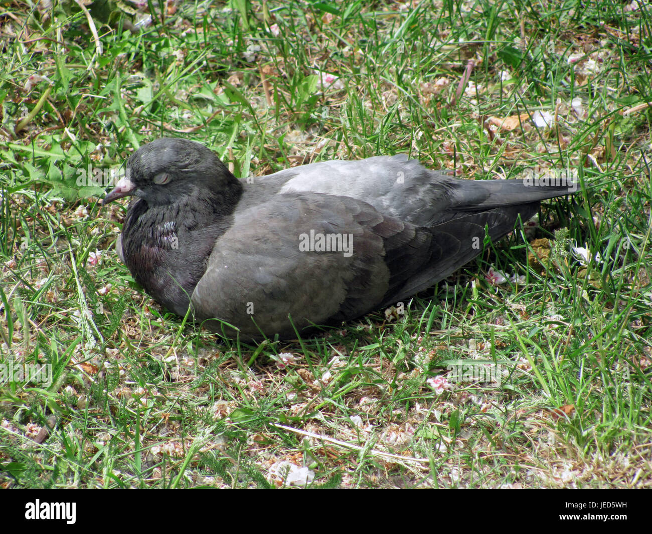 Sitzende taube -Fotos und -Bildmaterial in hoher Auflösung – Alamy