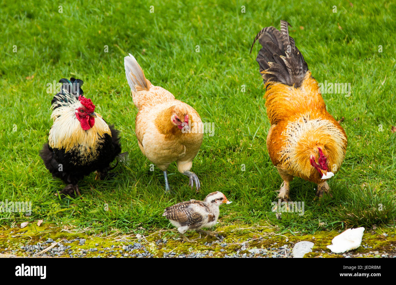 Roaster chicken -Fotos und -Bildmaterial in hoher Auflösung – Alamy
